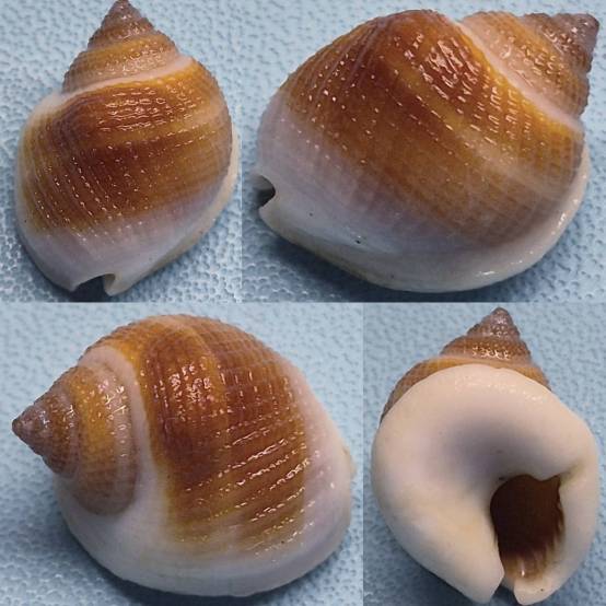 shellauction.net :: Nassarius globosus - 3975640