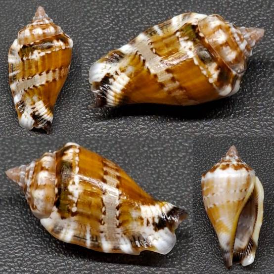 shellauction.net :: Canarium microurceus - 3975683
