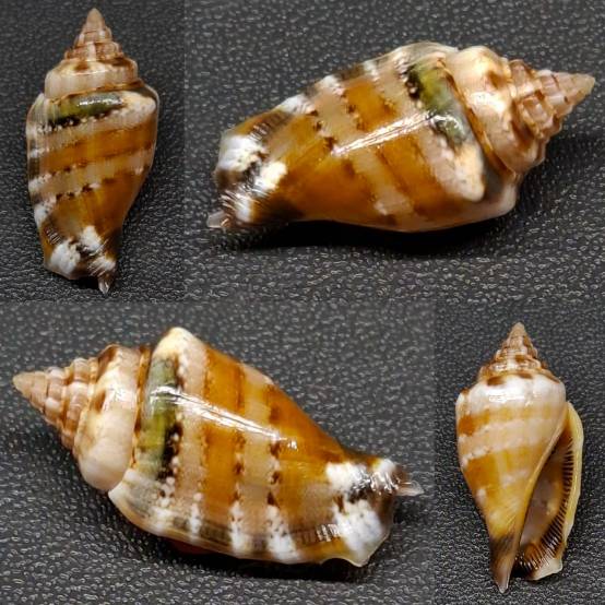 shellauction.net :: Canarium microurceus - 3975685