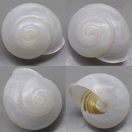 shellauction.net :: Crystallopsis leucophthalma - 3976558