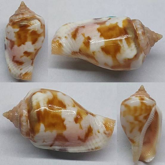 shellauction.net :: Canarium microurceus - 3976779