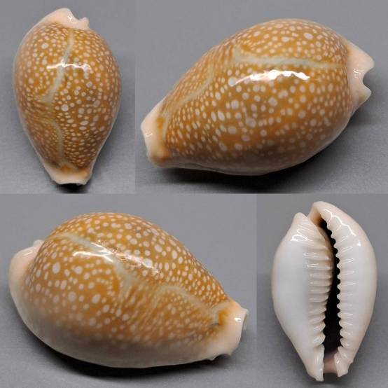 shellauction.net :: Naria miliaris - 3976786