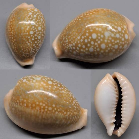shellauction.net :: Naria miliaris - 3976788