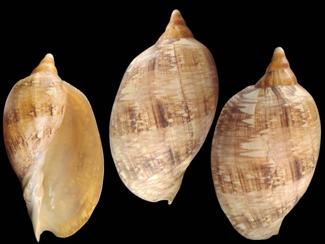 shellauction.net :: Cymbiola magnifica - 3977054