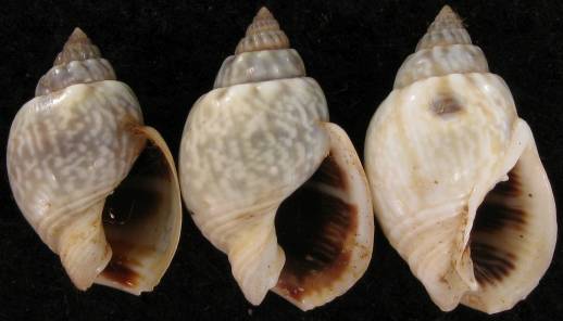 shellauction.net :: Nassarius graphiterus - 3977534