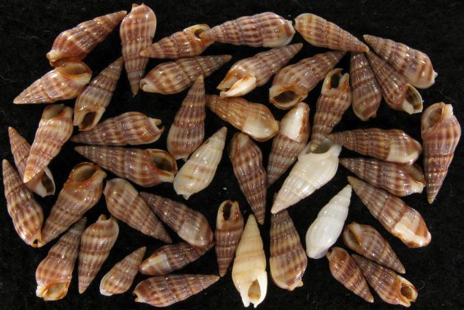 shellauction.net :: Nassarius labiatus - 3977536