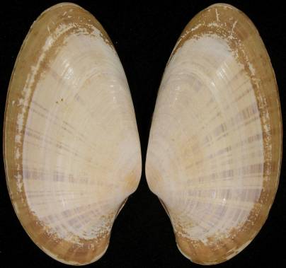 shellauction.net :: Macrocallista nimbosa - 3977583