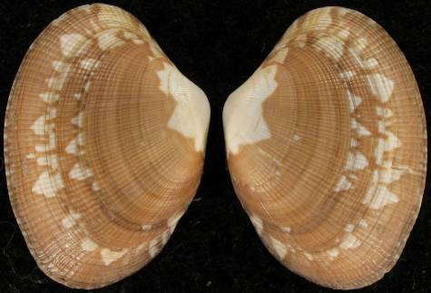shellauction.net :: Ruditapes aspera - 3977597