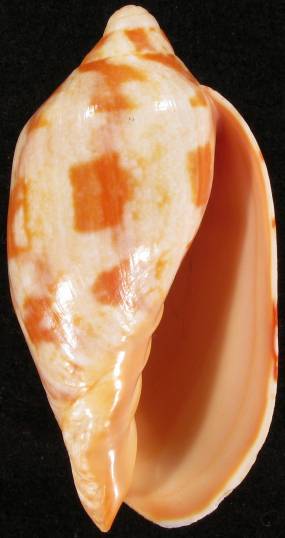shellauction.net :: Cymbiola rutila - 3977620
