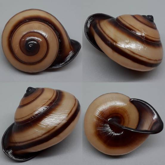 shellauction.net :: Papuina lituus - 3977775