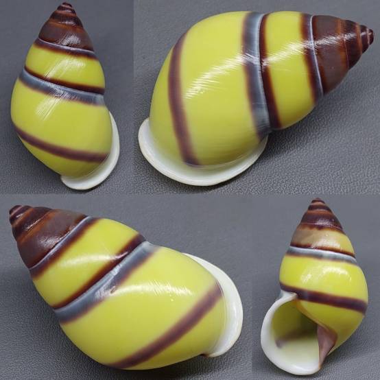 shellauction.net :: Amphidromus webbi simularensis - 3977968