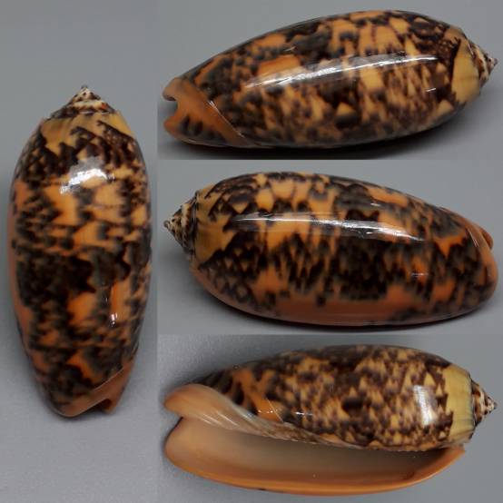 shellauction.net :: Oliva miniacea - 3978112