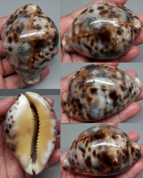 shellauction.net :: Cypraea tigris - 3978116