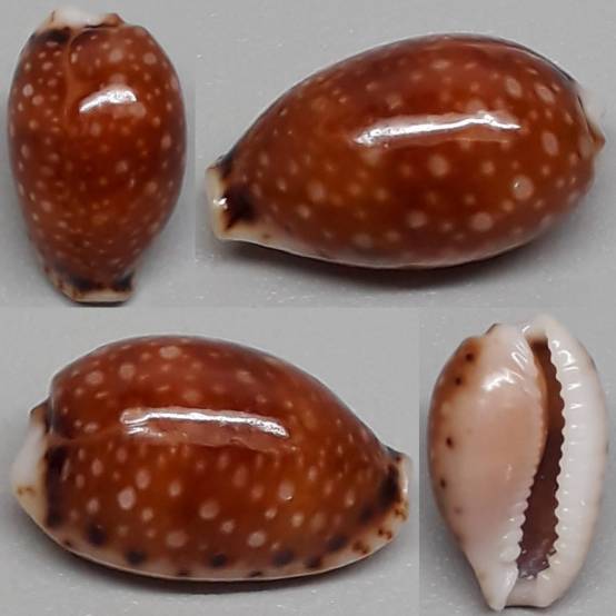 shellauction.net :: Naria labrolineata - 3978124