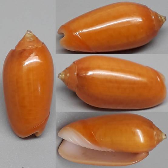 shellauction.net :: Oliva tigridella - 3978144