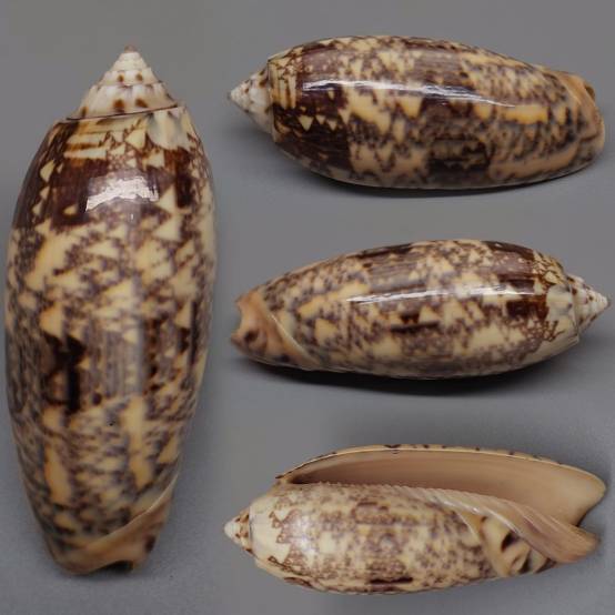 shellauction.net :: Oliva miniacea - 3979333