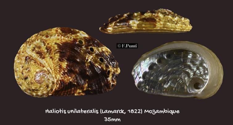 shellauction.net :: Haliotis unilateralis - 3980084