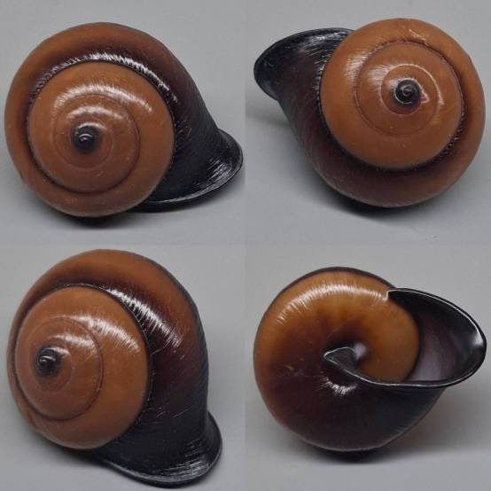 shellauction.net :: Papuina lituus - 3980348