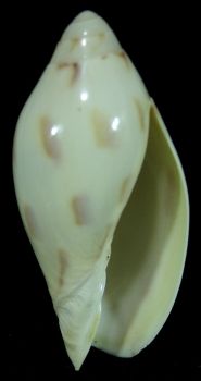 shellauction.net :: Amoria maculata - 3980355
