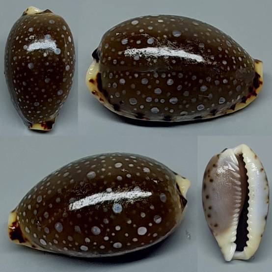 shellauction.net :: Naria labrolineata - 3980481
