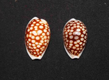 shellauction.net :: Cypraea cribraria comma - 3980624