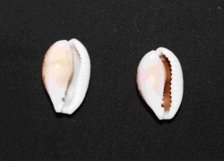 shellauction.net :: Cypraea cribraria comma - 3980624
