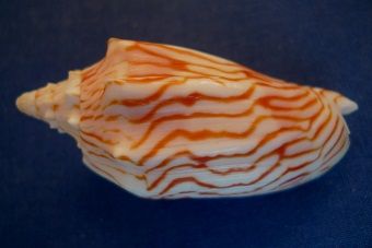 shellauction.net :: Cymbiola (Magnavictoria) perplicata lihouensis ...