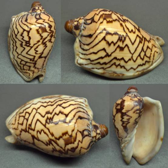 shellauction.net :: Cymbiola nobilis - 3981527