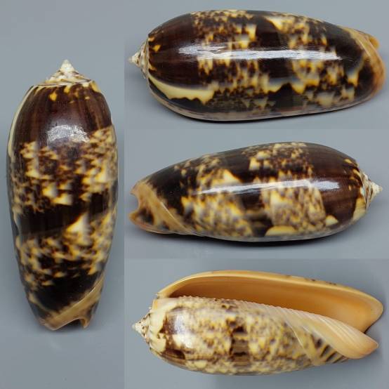 shellauction.net :: Oliva miniacea - 3981797