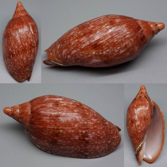 shellauction.net :: Cymbiola innexa marispuma - 3982070