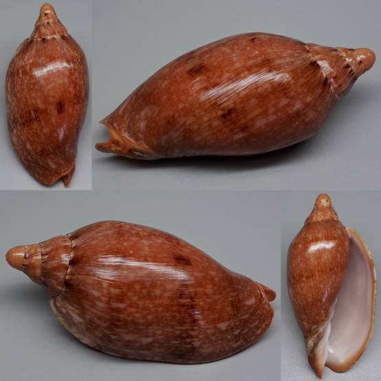 shellauction.net :: Cymbiola innexa marispuma - 3982074