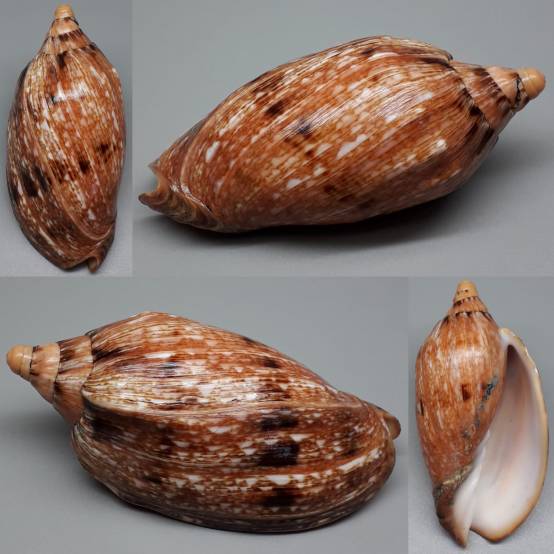 shellauction.net :: Cymbiola innexa marispuma - 3982554