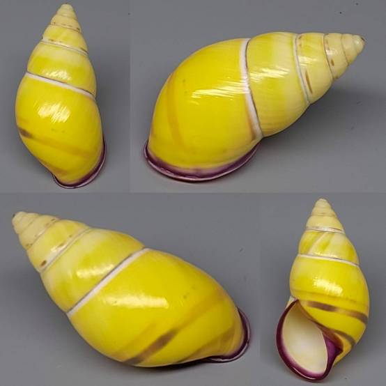 shellauction.net :: Amphidromus latestrigatus consobrinus - 3983034