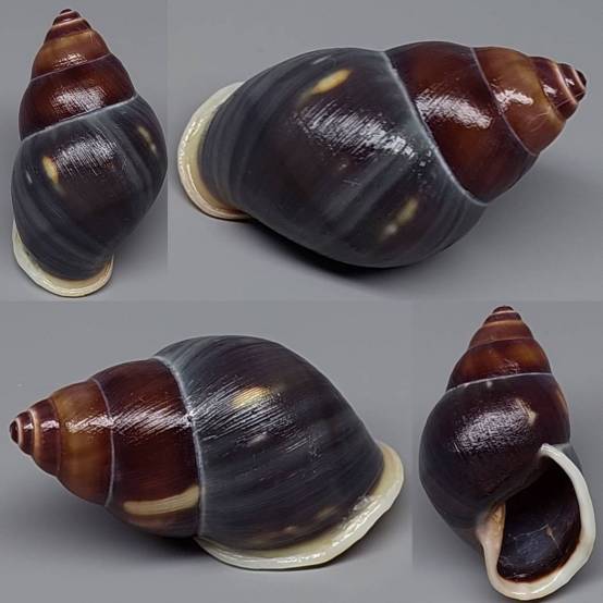 shellauction.net :: Amphidromus webbi simalurensis - 3983390