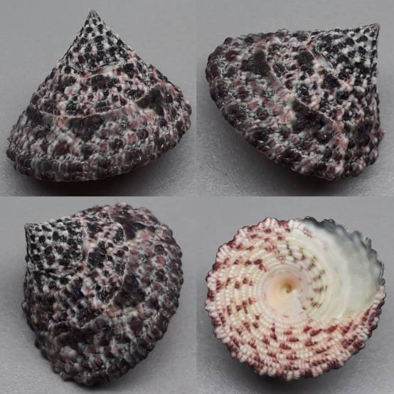 shellauction.net :: Trochus stellatus - 3983435