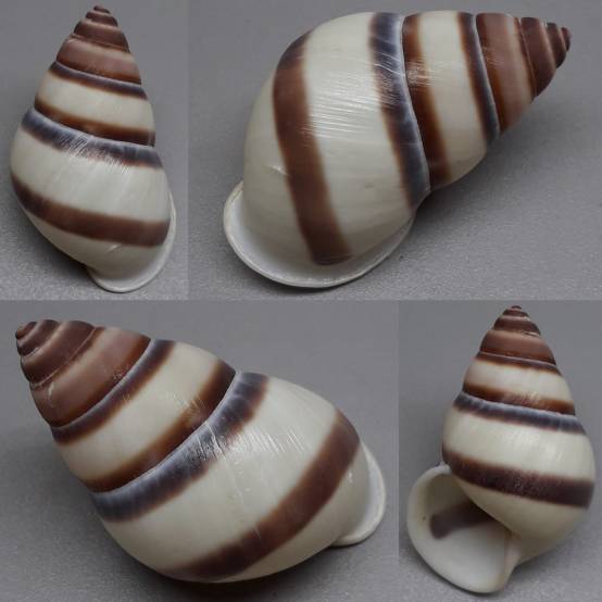 shellauction.net :: Amphidromus webbi simalurensis - 3983543