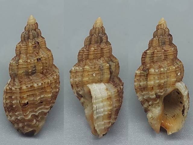 shellauction.net :: Nassarius sp. - 3984521