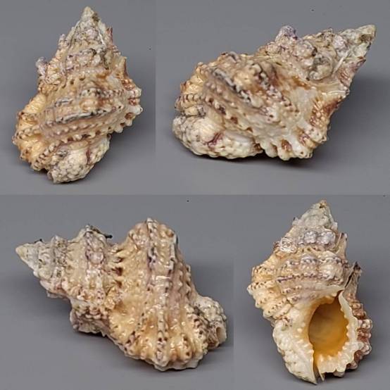 shellauction.net :: Bursa tuberosissima - 3984795