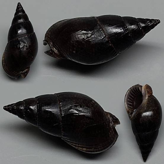 shellauction.net :: Nassarius sp. - 3984843