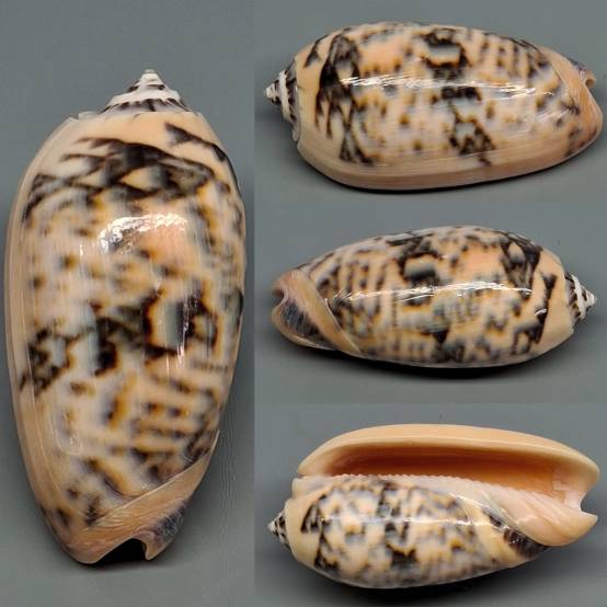 shellauction.net :: Oliva miniacea - 3984856