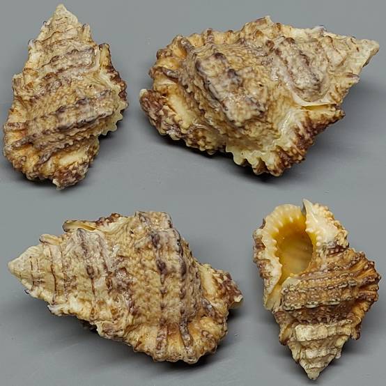 shellauction.net :: Bursa tuberosissima - 3984993