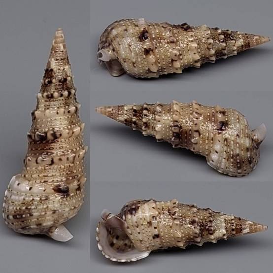 shellauction.net :: Cerithium scabridum - 3985247