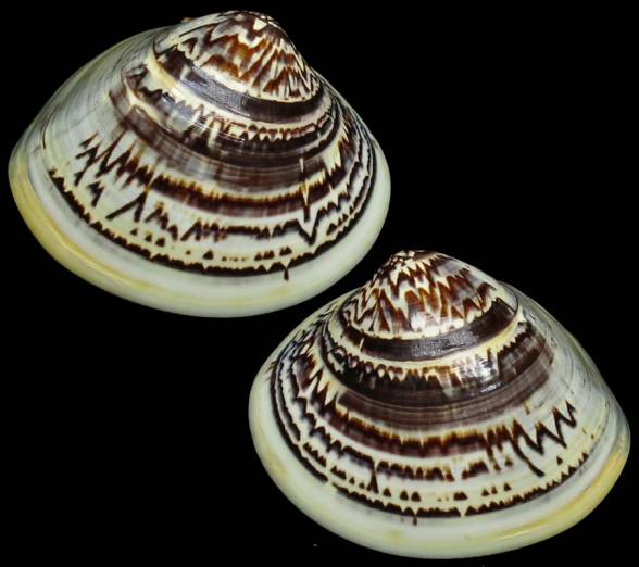 shellauction.net :: Meretrix sp. - 3986137