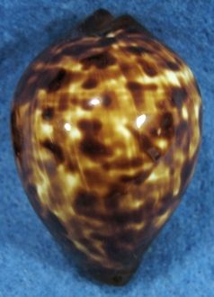 shellauction.net :: Cypraea decipiens - 3986483