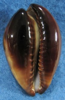 shellauction.net :: Cypraea decipiens - 3986483