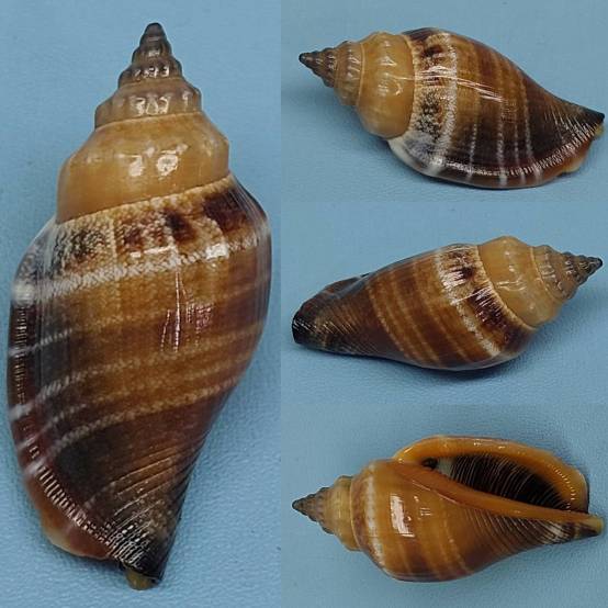 shellauction.net :: Canarium urceus - 3986714