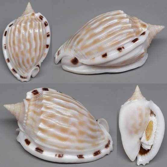 shellauction.net :: Phalium fimbria - 3987467