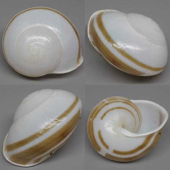 shellauction.net :: Crystallopsis leucophthalma - 3987482