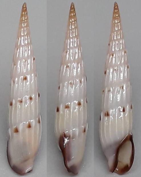 shellauction.net :: Terebra sp. - 3987534