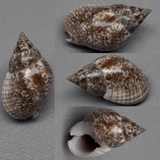 shellauction.net :: Nassarius sp. - 3988834